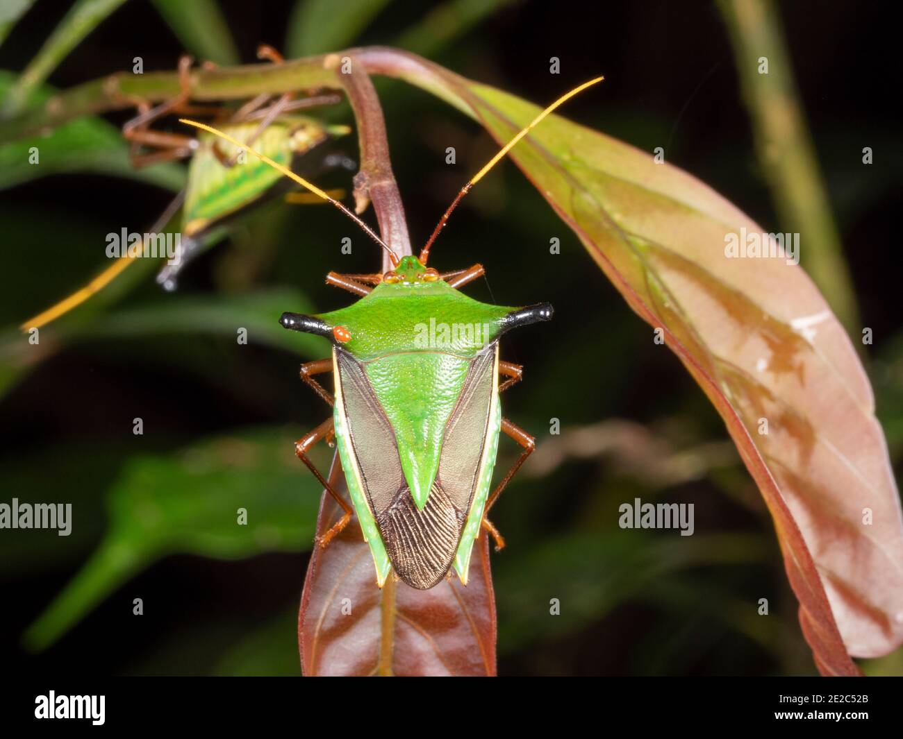 Shield bugs (Hemiptera) on a leafy shoot in the Amazon rainforest ...
