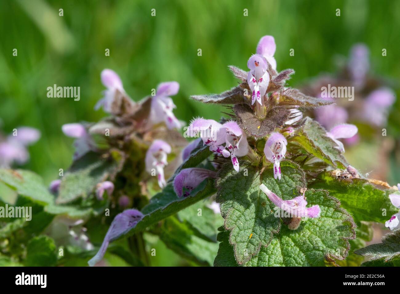 Close up dead wildflowers hi-res stock photography and images - Alamy