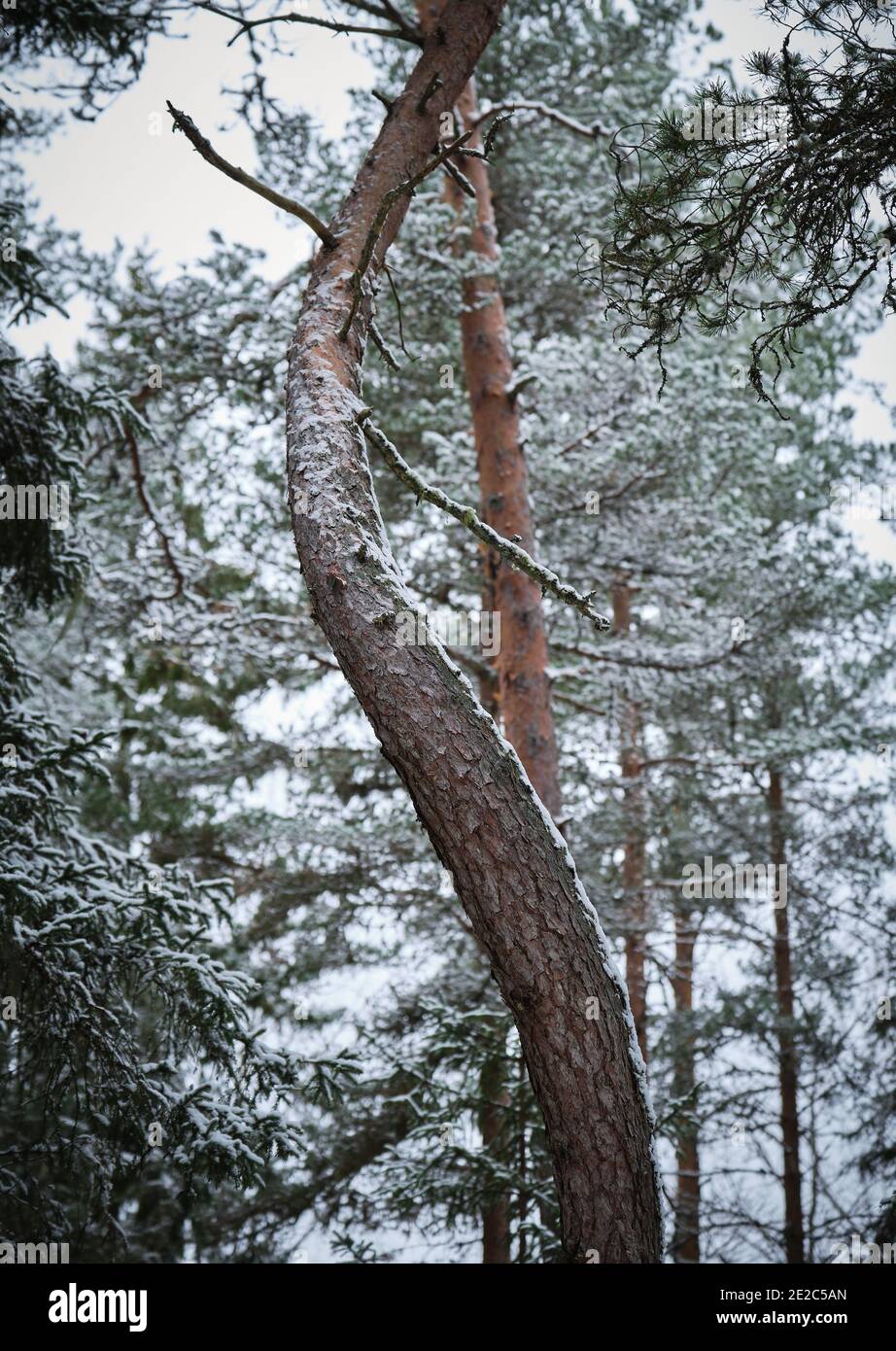 Crooked pine tree hi-res stock photography and images - Alamy