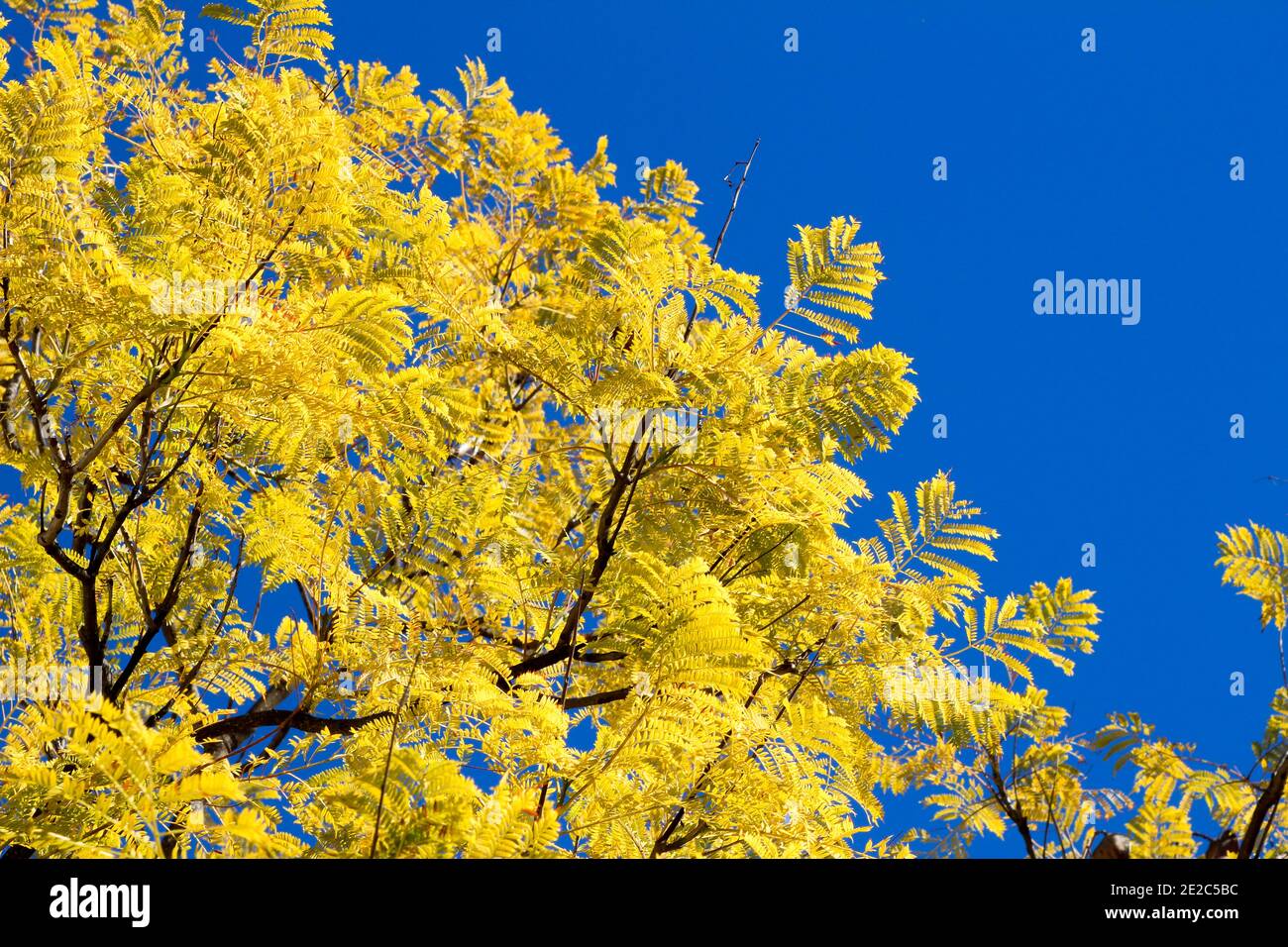 Jacaranda Leaves High Resolution Stock Photography and Images - Alamy