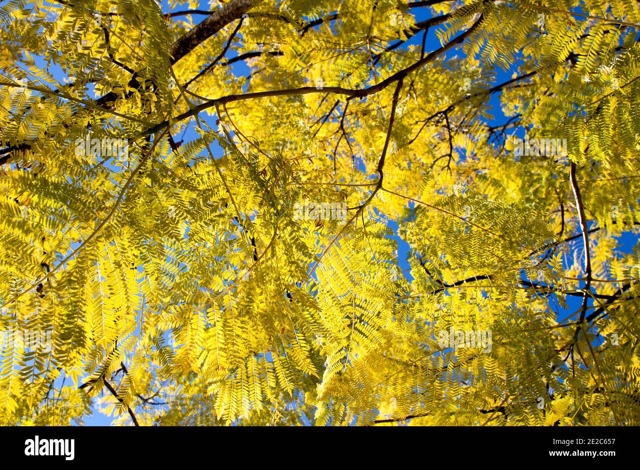 Yellow Jacaranda High Resolution Stock Photography and Images - Alamy
