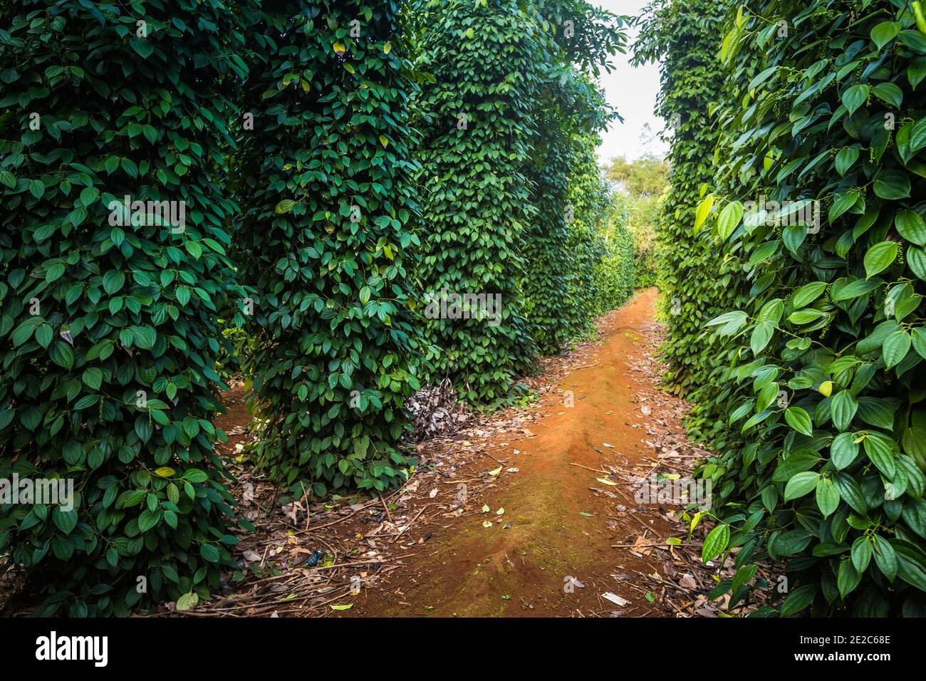 Vietnaese hi-res stock photography and images - Alamy
