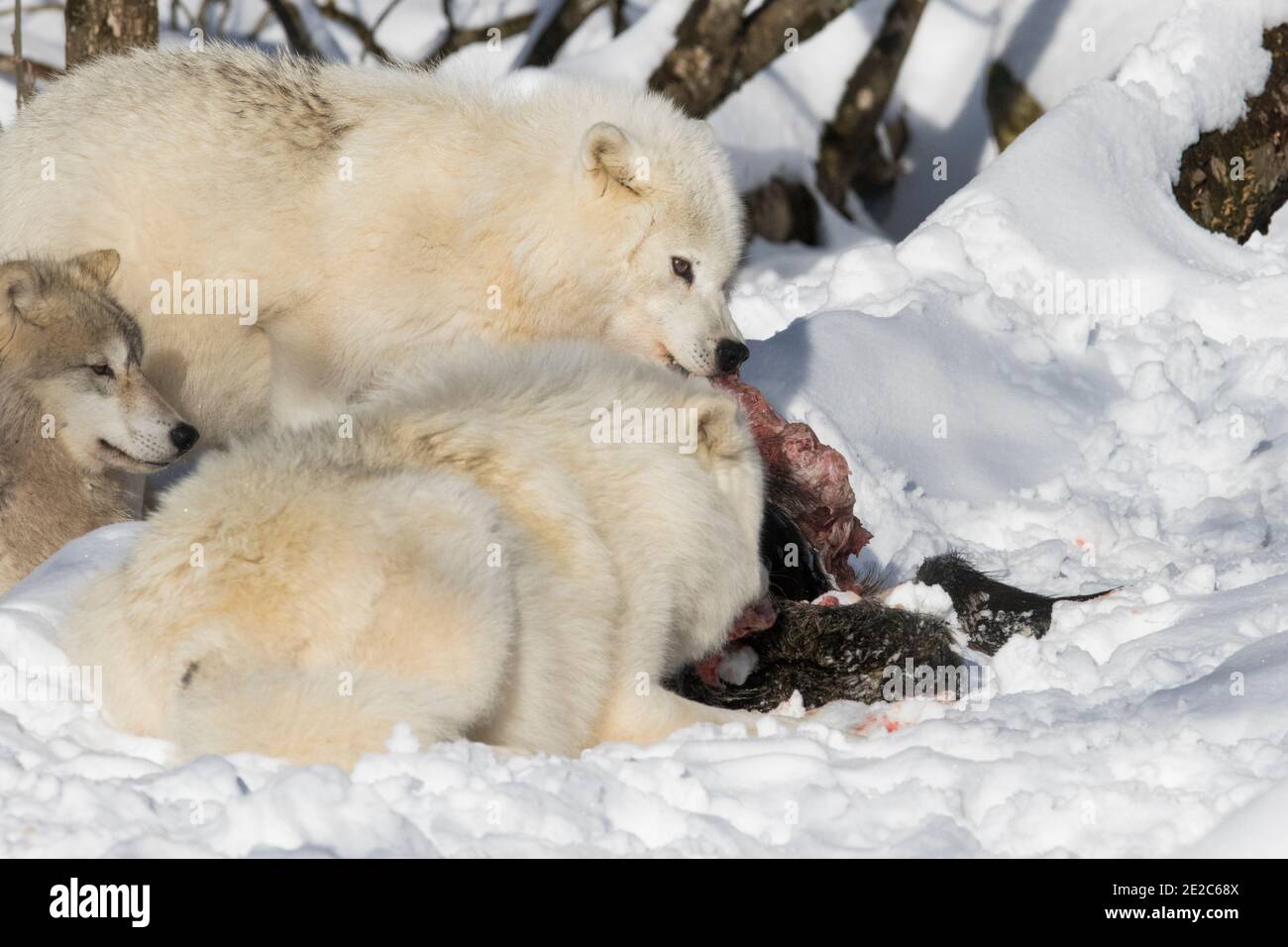 Arctic wolf eating hi-res stock photography and images - Alamy
