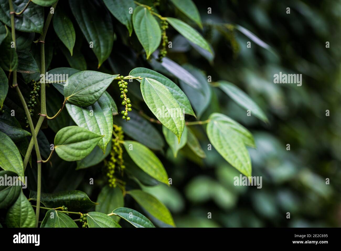 Vietnaese pepper farm in Dong Ha, Quang Tri. Fresh growing unripe ...