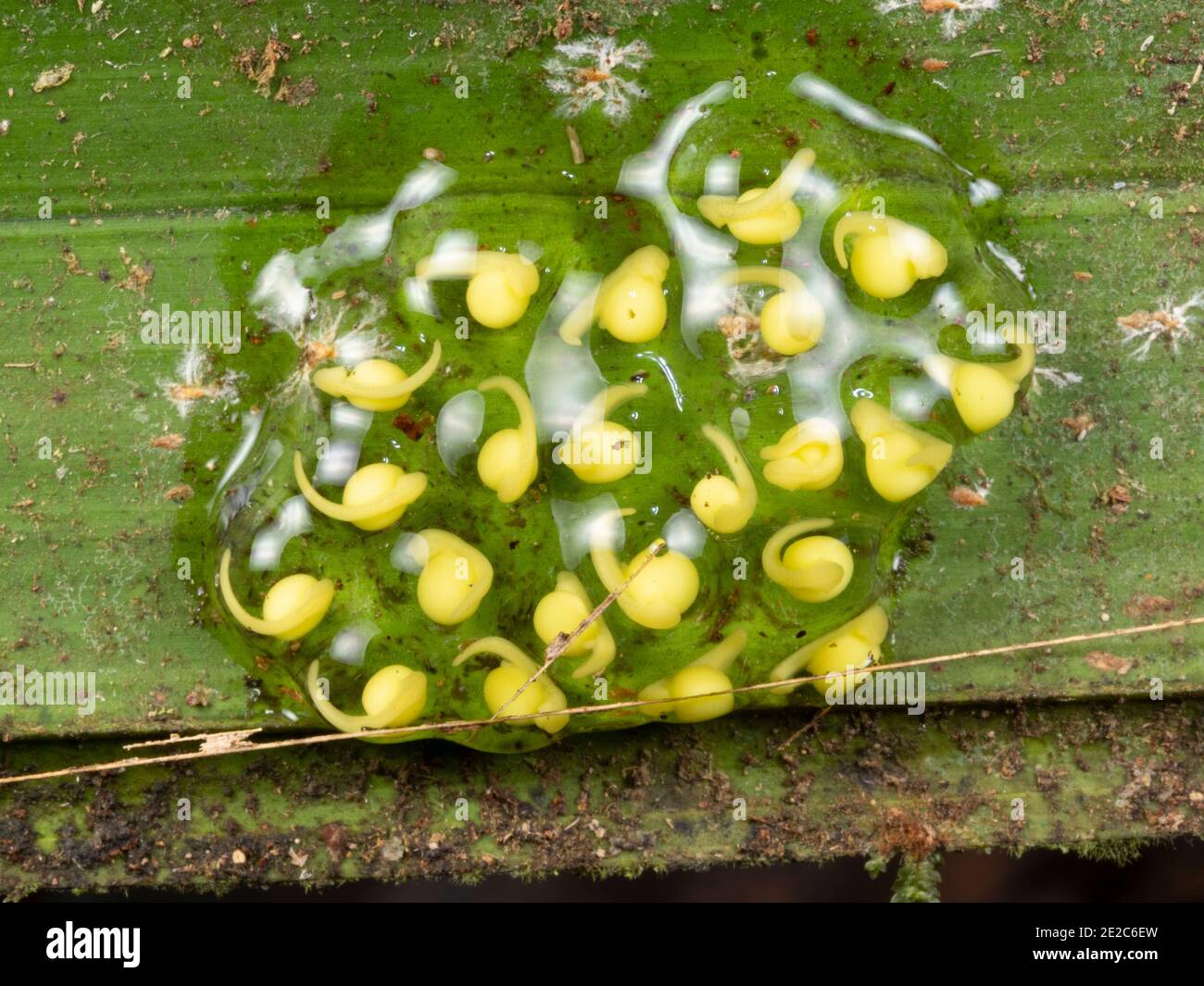 Glassfrog transparent hi-res stock photography and images - Alamy
