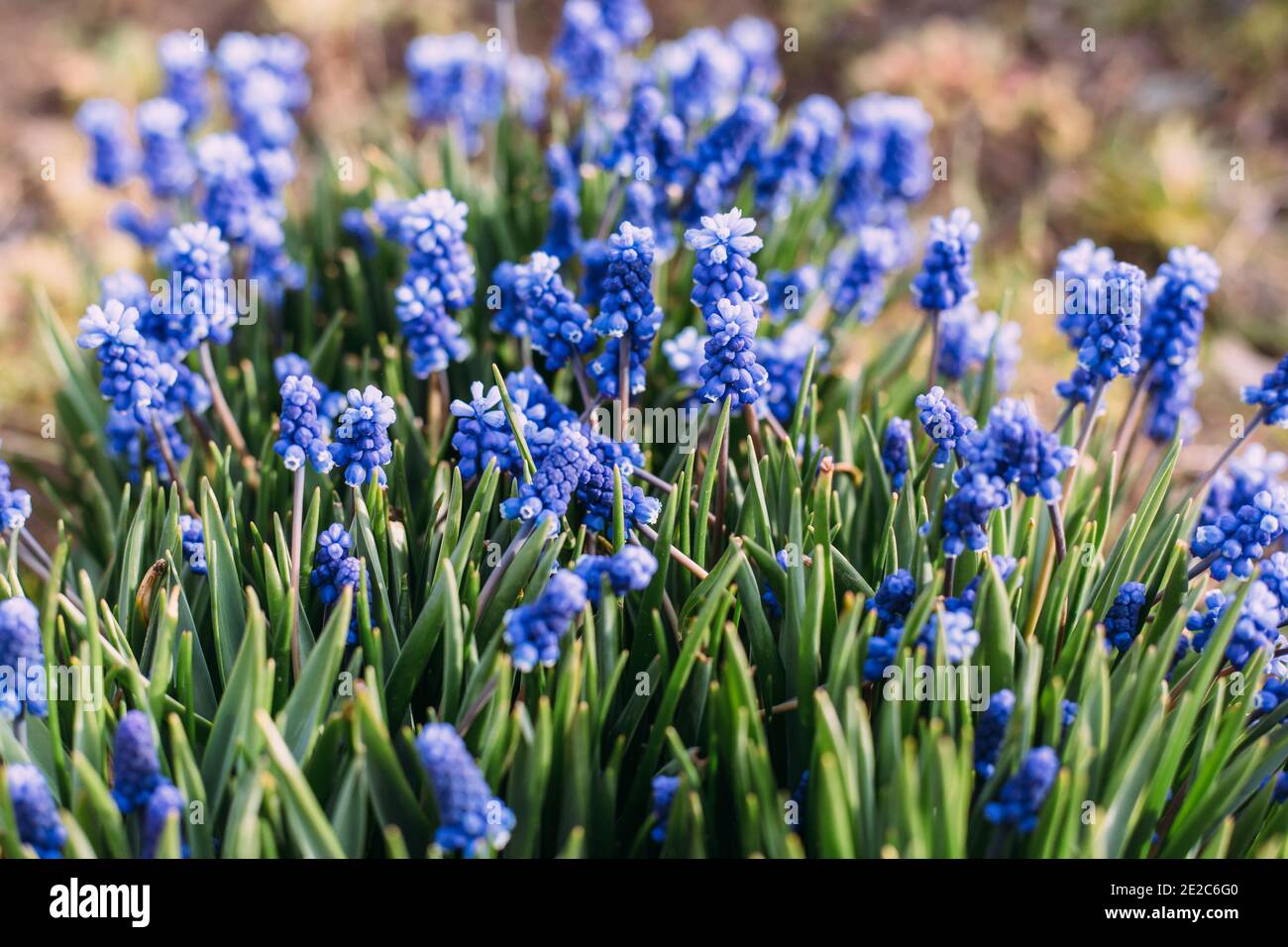 Blue grape hyacinth flowers hi-res stock photography and images - Alamy