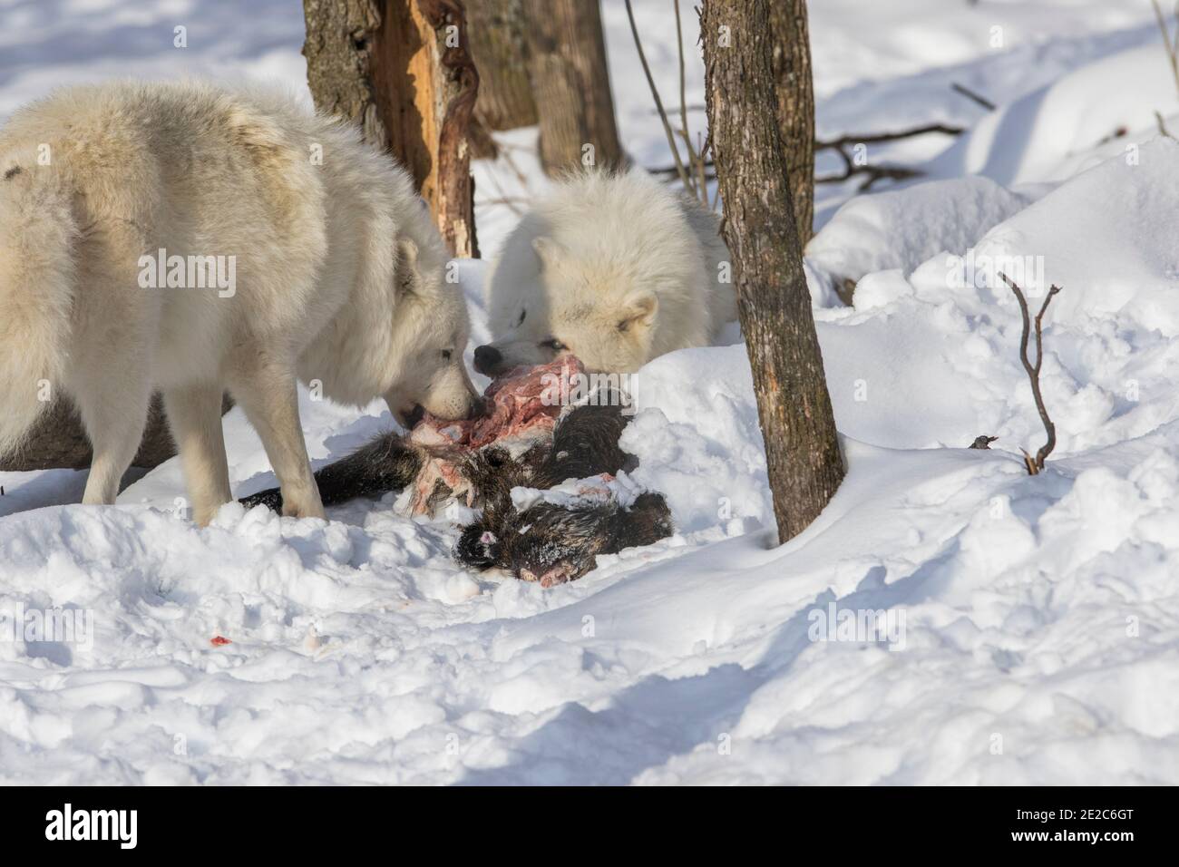 Arctic wolf eating hi-res stock photography and images - Alamy