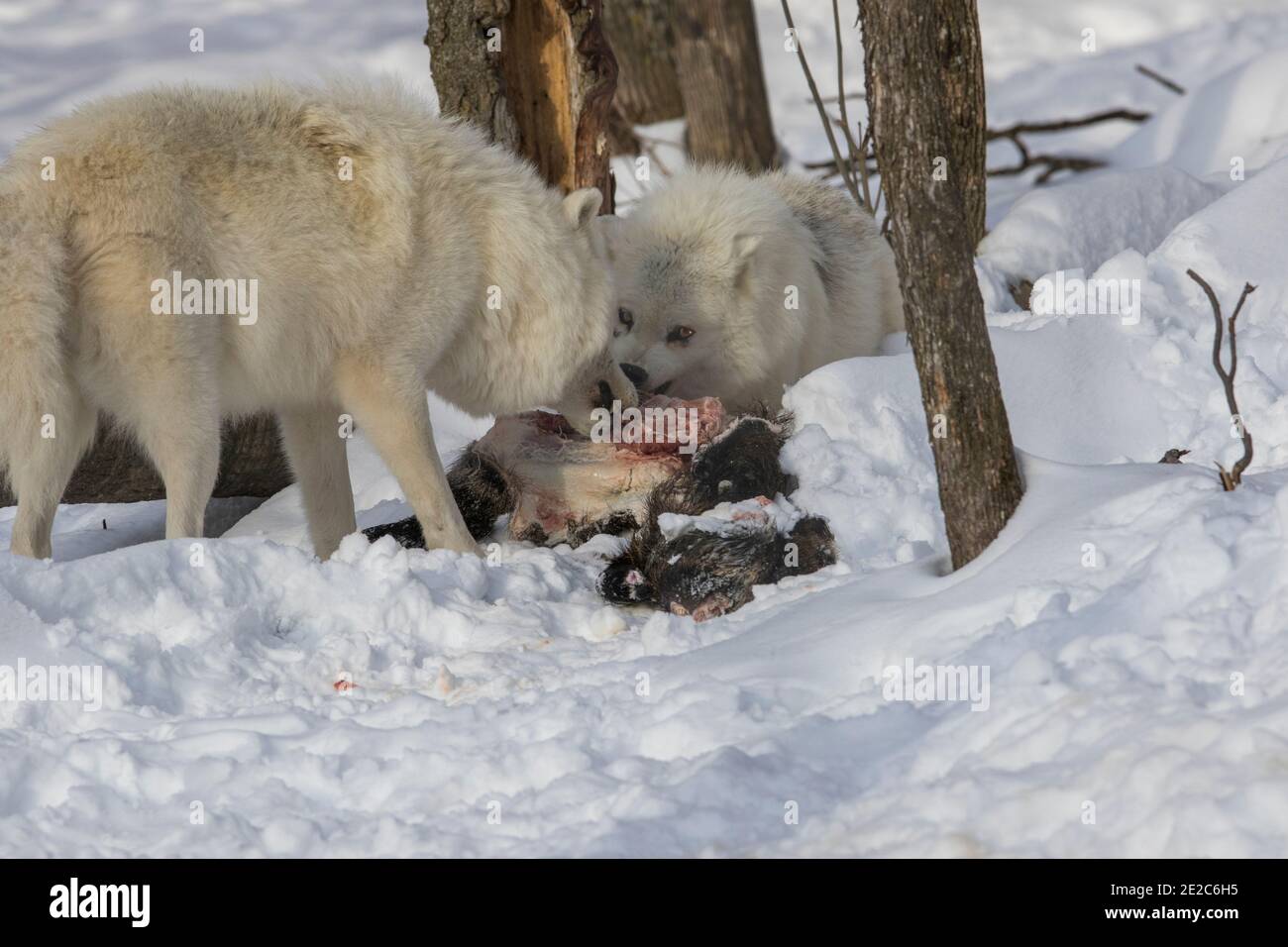 Arctic Wolf Eating High Resolution Stock Photography and Images - Alamy