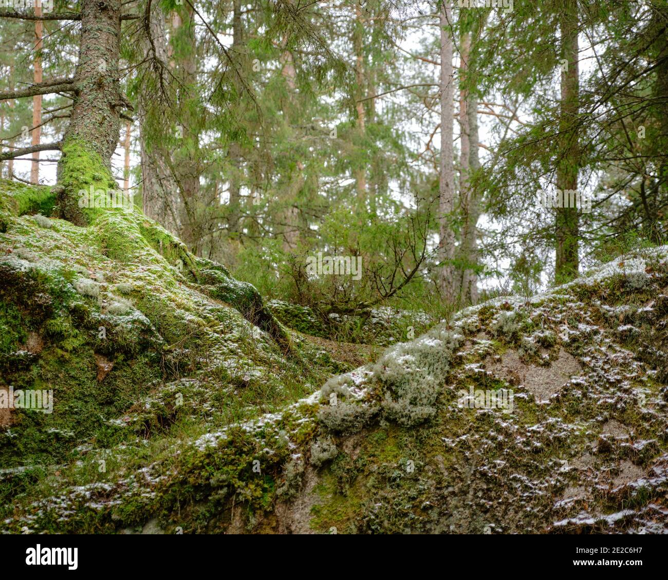 Pine tree growing on cliff hi-res stock photography and images - Alamy