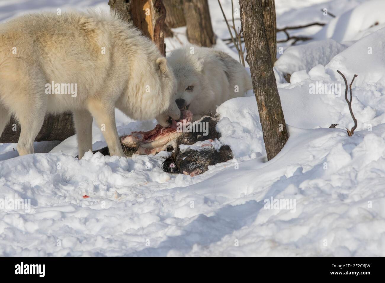 Arctic wolf pack prey hi-res stock photography and images - Alamy