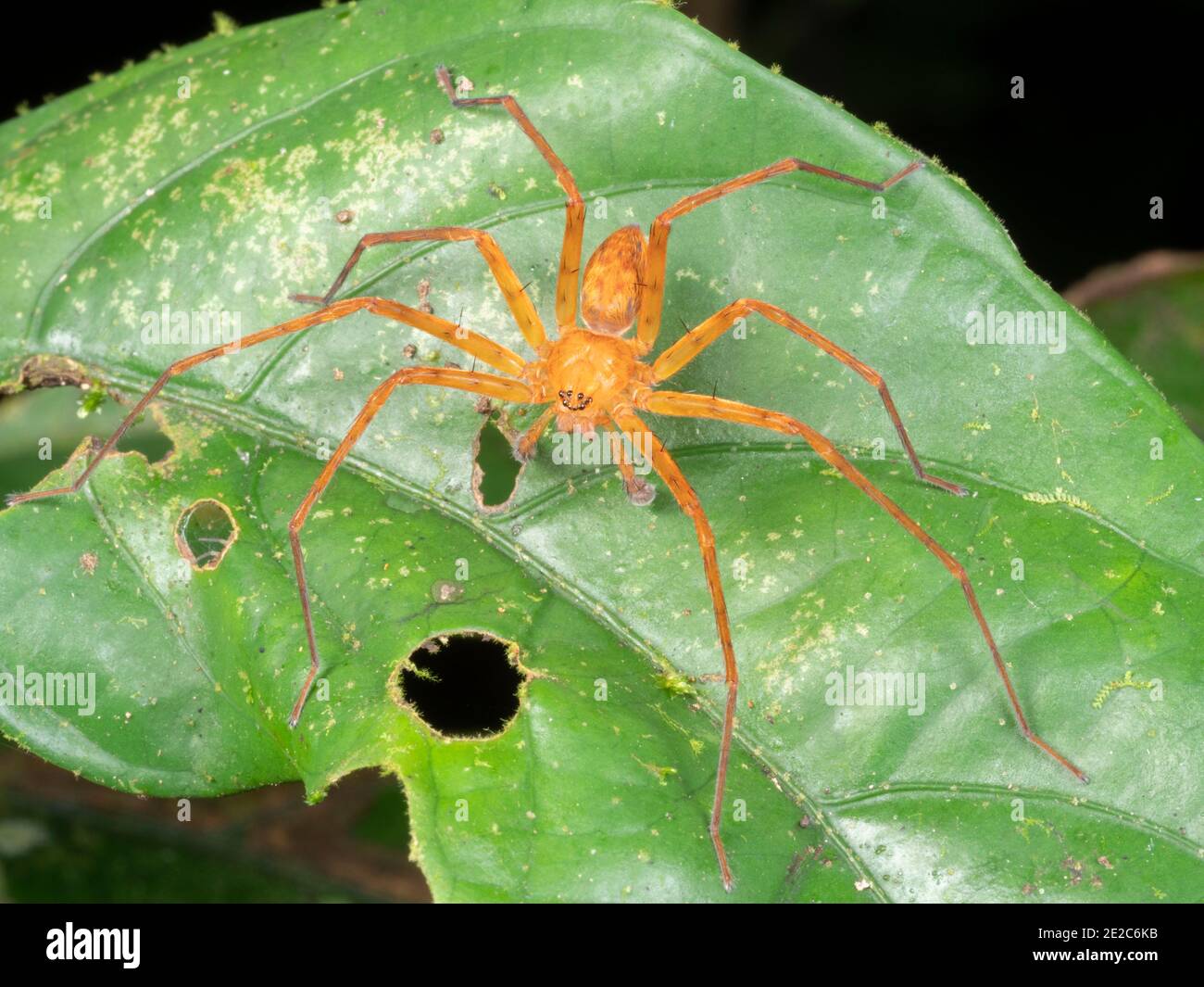 Pedipalps hi-res stock photography and images - Alamy