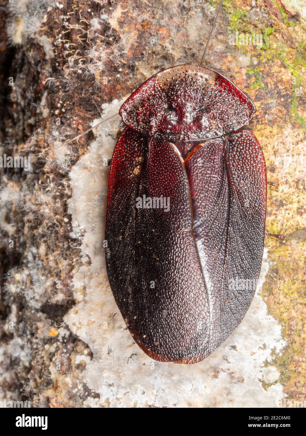 Large cockroach on a tree trunk in the Ecuadorian Amazon Stock Photo ...