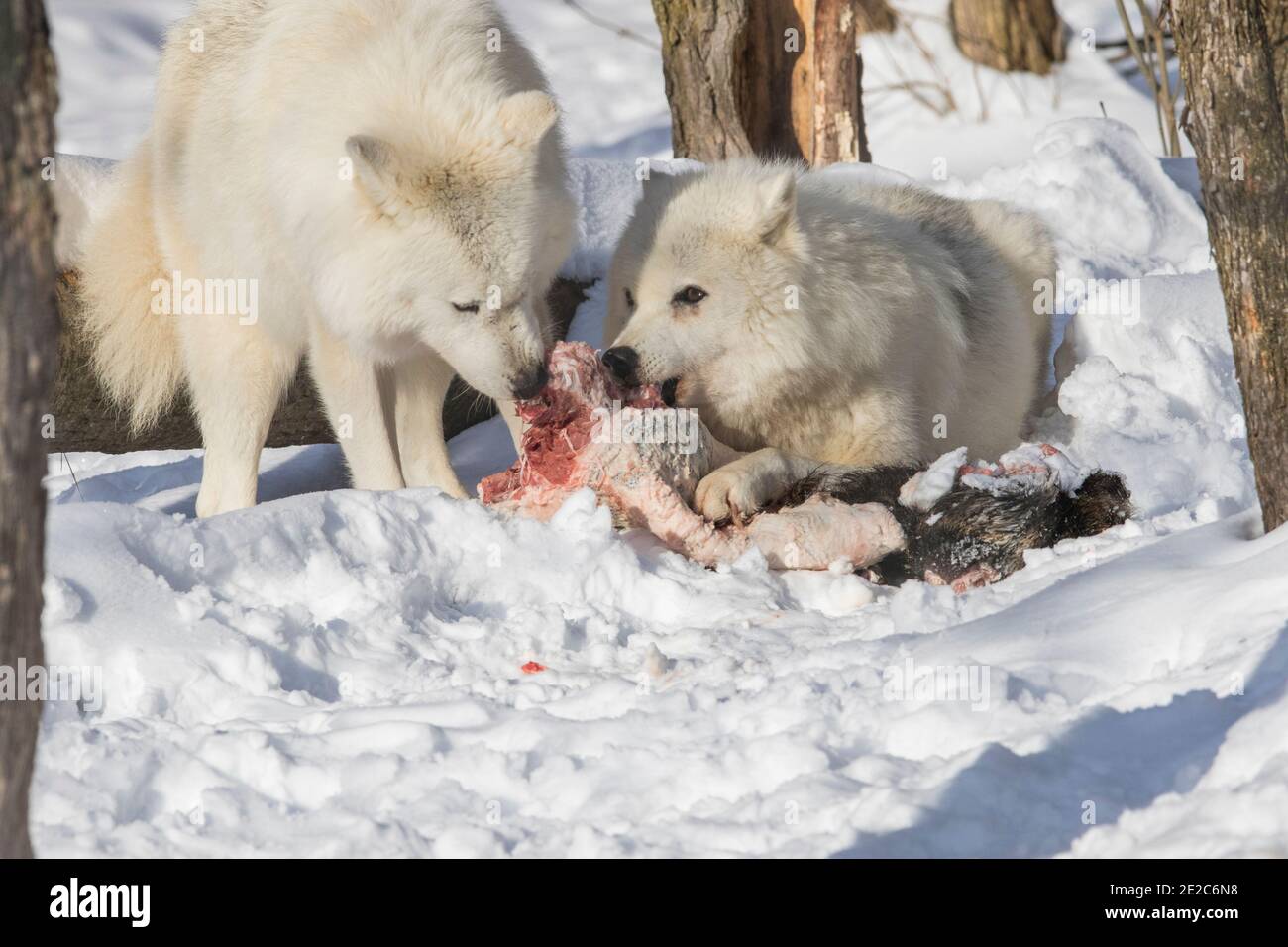 Alaskan Tundra Wolf Eating