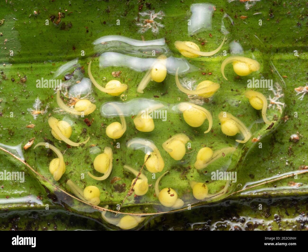 Developing embryos of the glass frog Teratohyla midas on a leaf ...