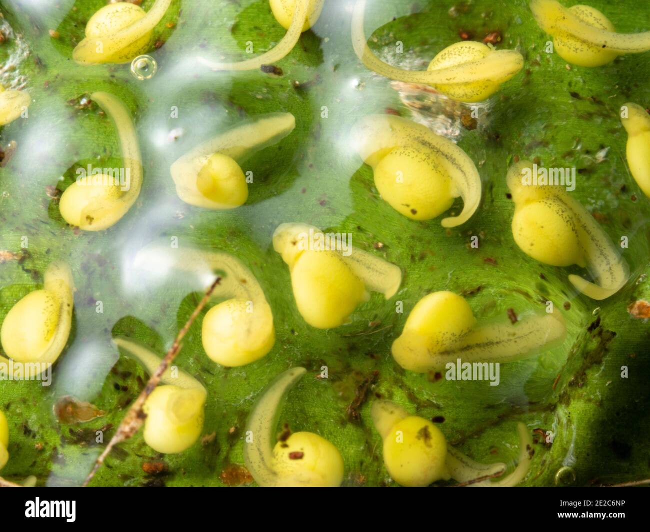 Developing embryos of the glass frog Teratohyla midas on a leaf ...
