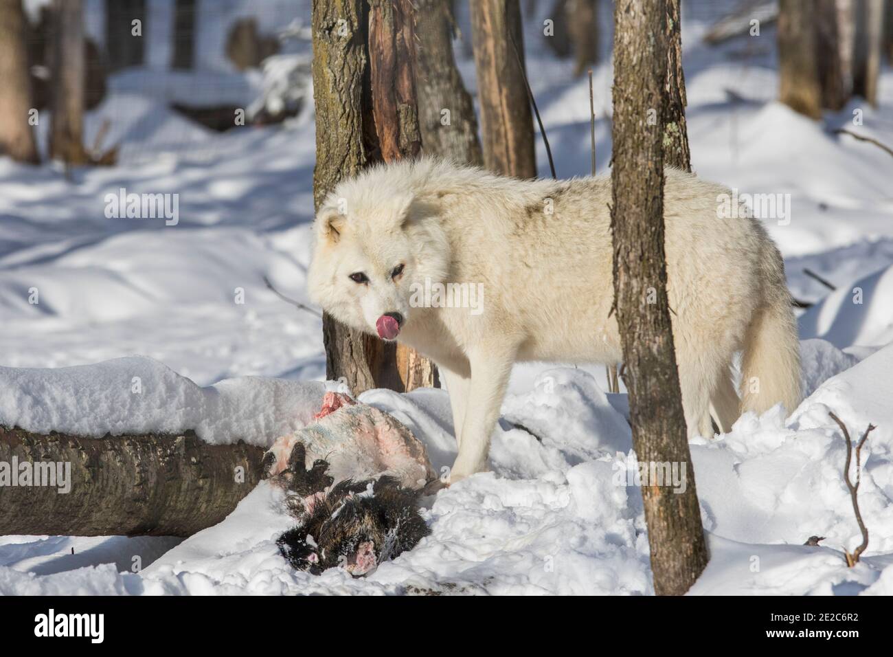 Arctic wolf eating hi-res stock photography and images - Alamy