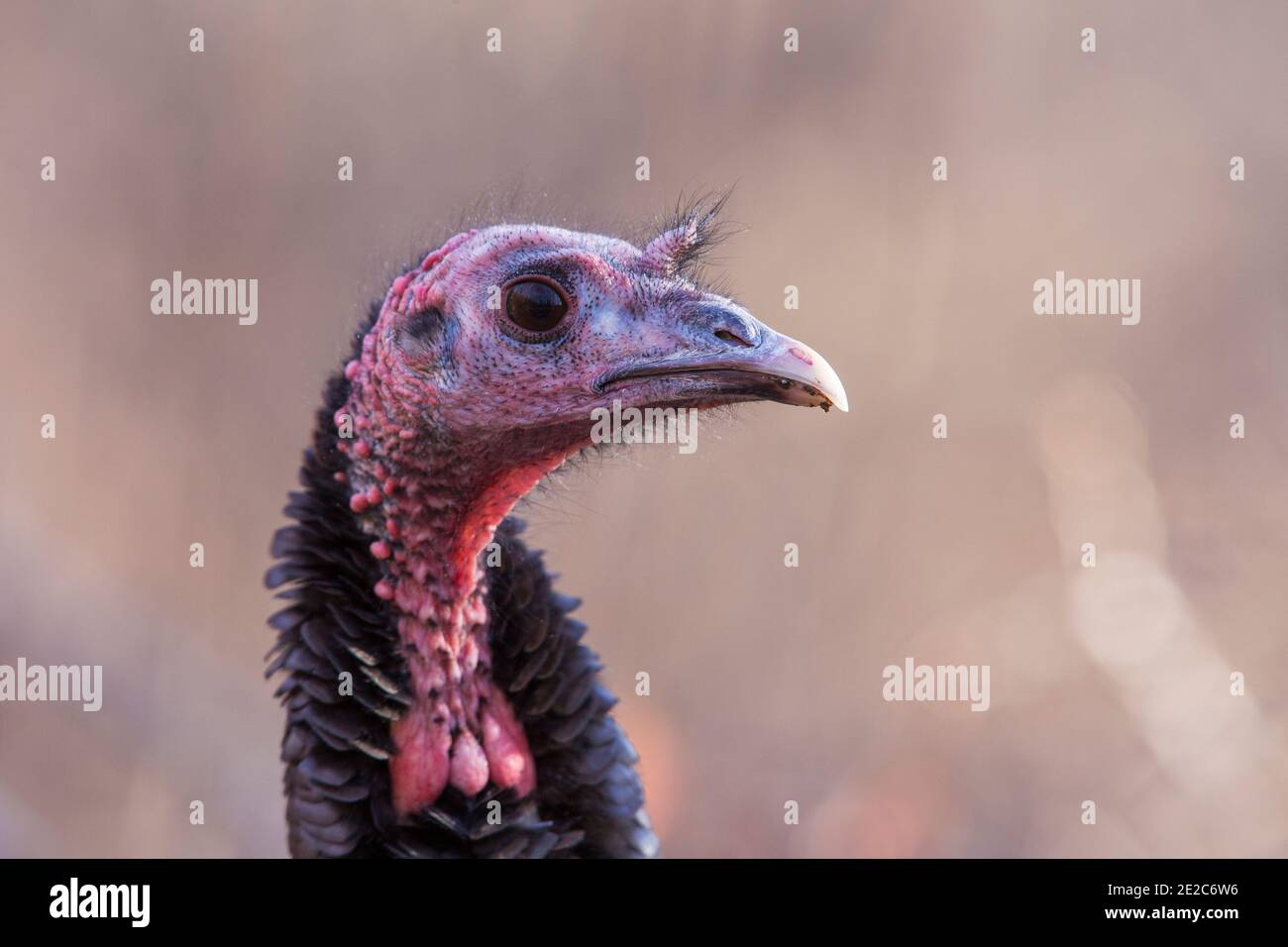 wild turkey portrait Stock Photo - Alamy