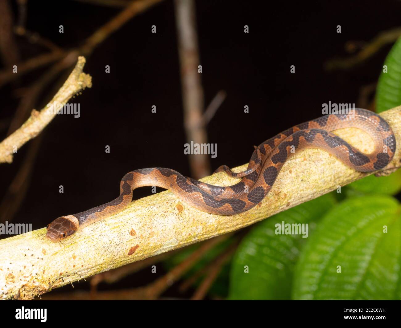 Common cat-eyed snake (Leptodeira annulata) in the rainforest in the ...