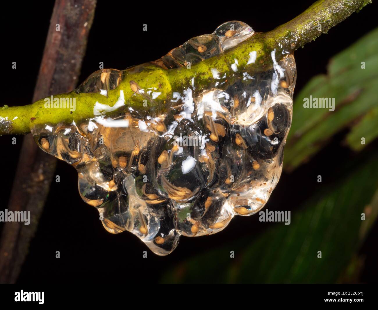 Closeup of tadpoles hi-res stock photography and images - Alamy