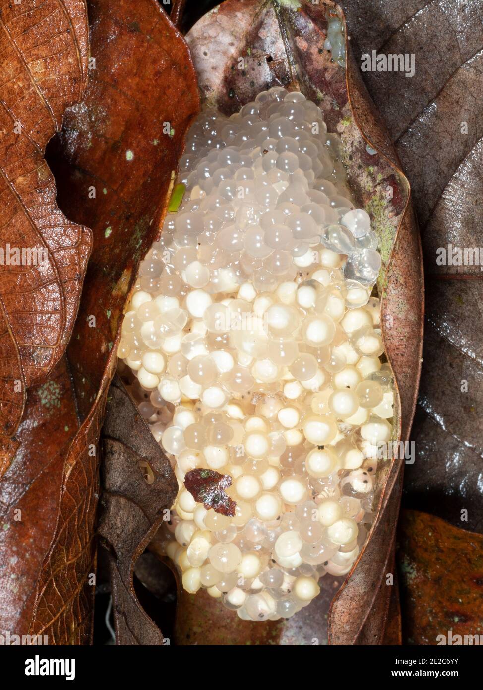 Freshly laid nest of the Tarsier Monkey Frog (Phyllomedusa tarsius ...
