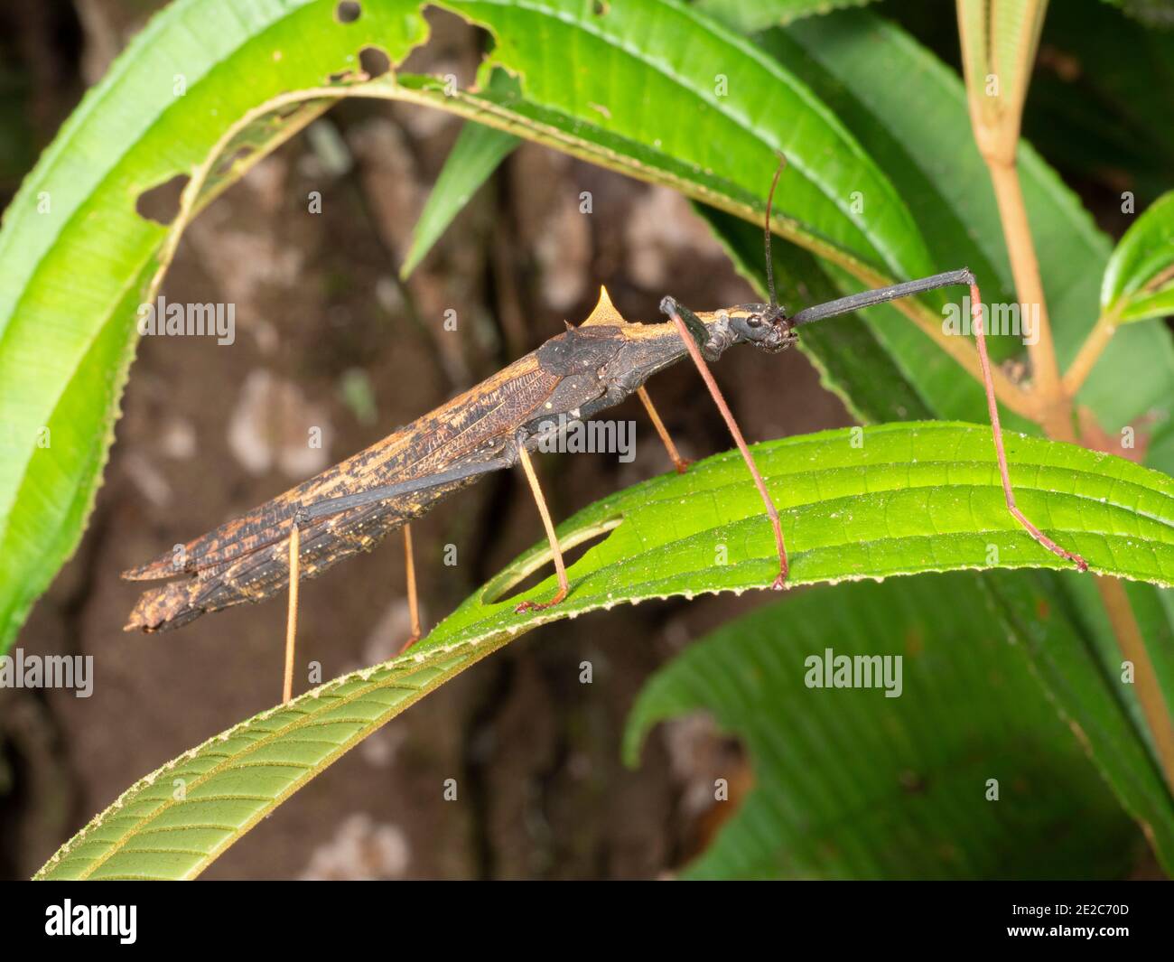 Stick insect (Pseudophasma bispinosa) in the rainforest understory ...