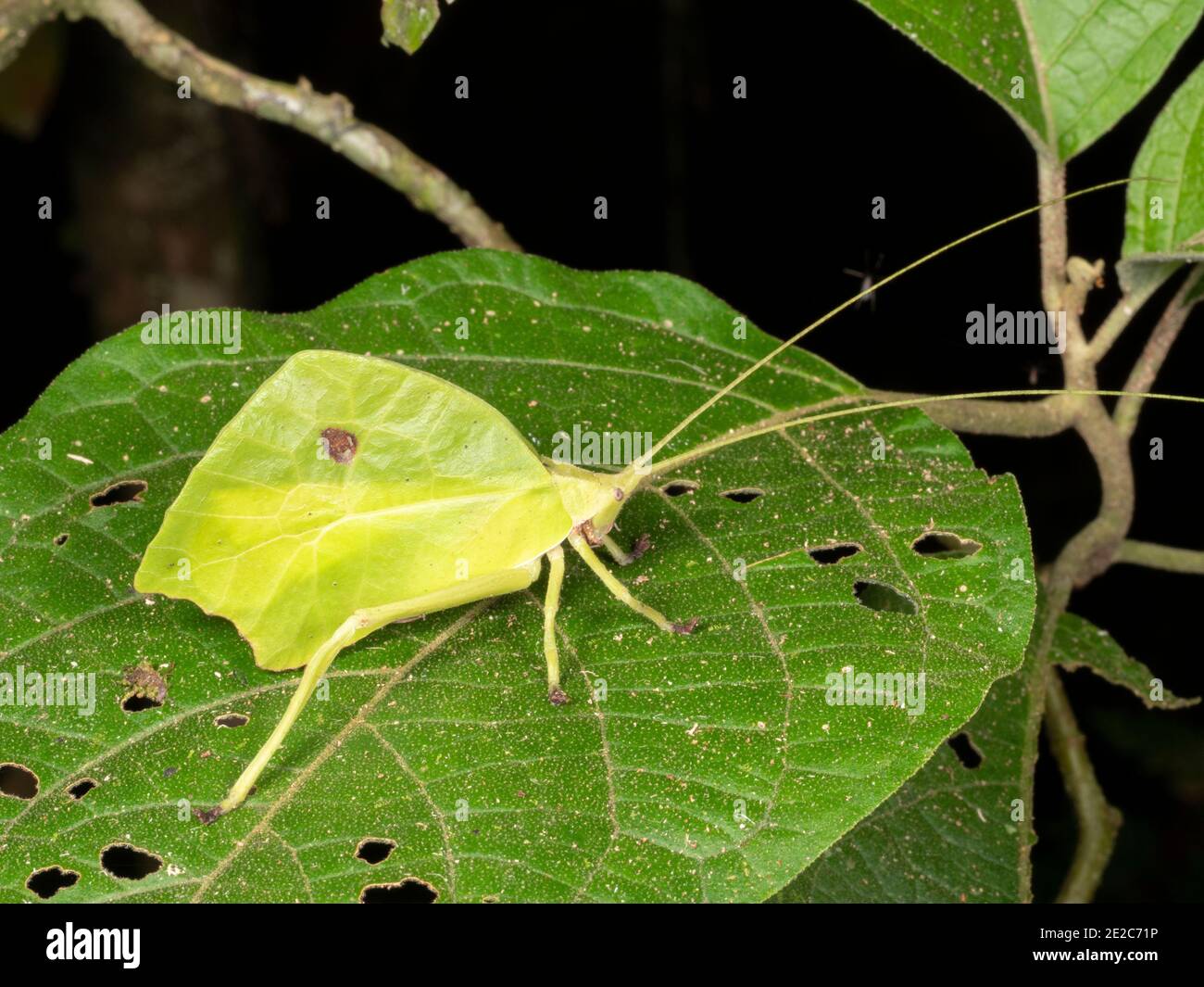 Green leaf mimic katydid in the rainforest understory, Ecuador Stock ...