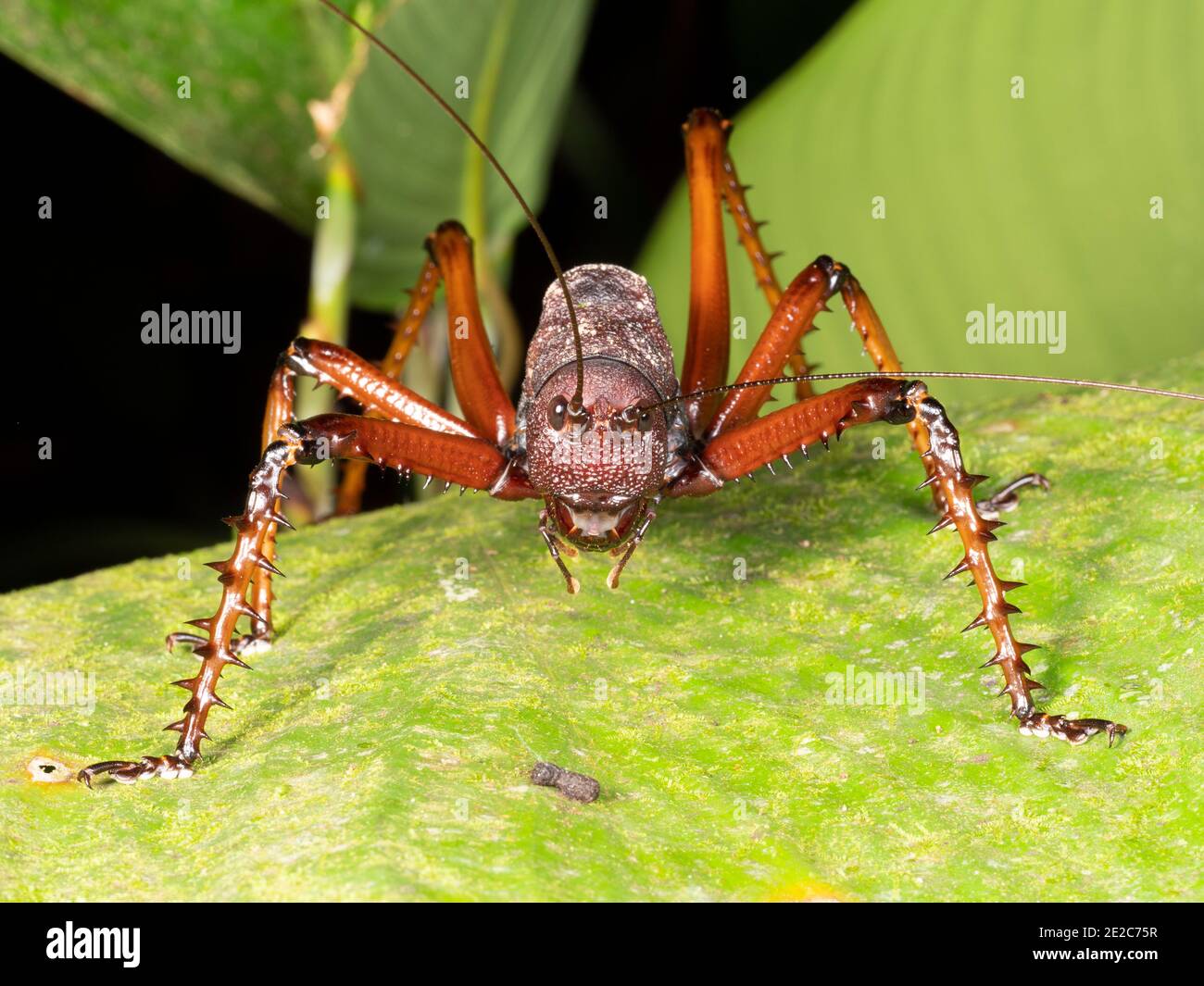 Giant Katydid Eating Carrot