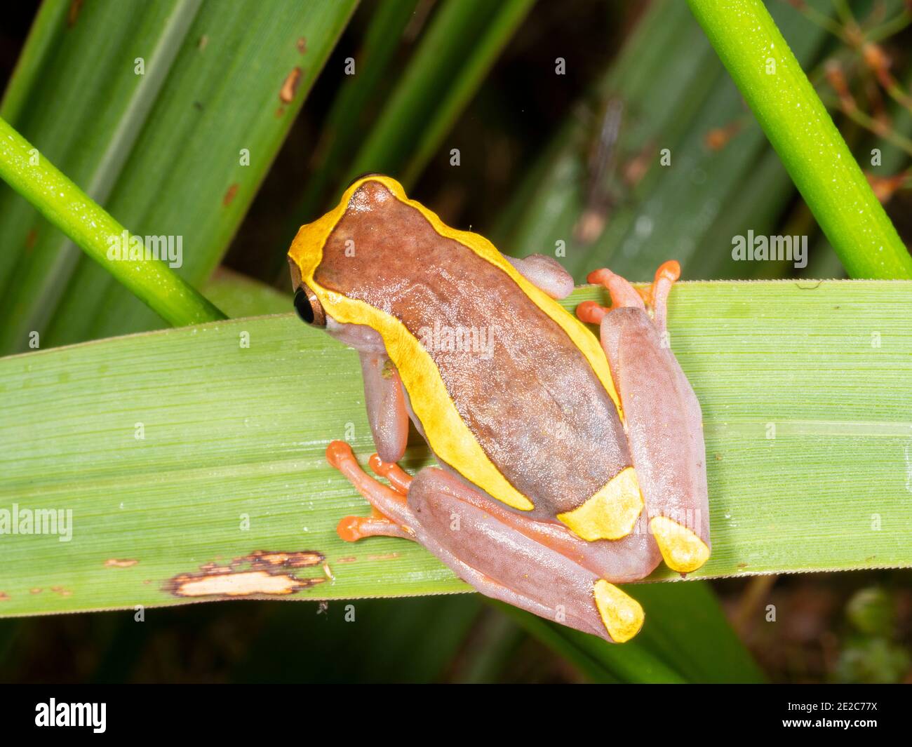 Female Upper Amazon Treefrog (Dendropsophus bifurcus), Ecuador Stock ...