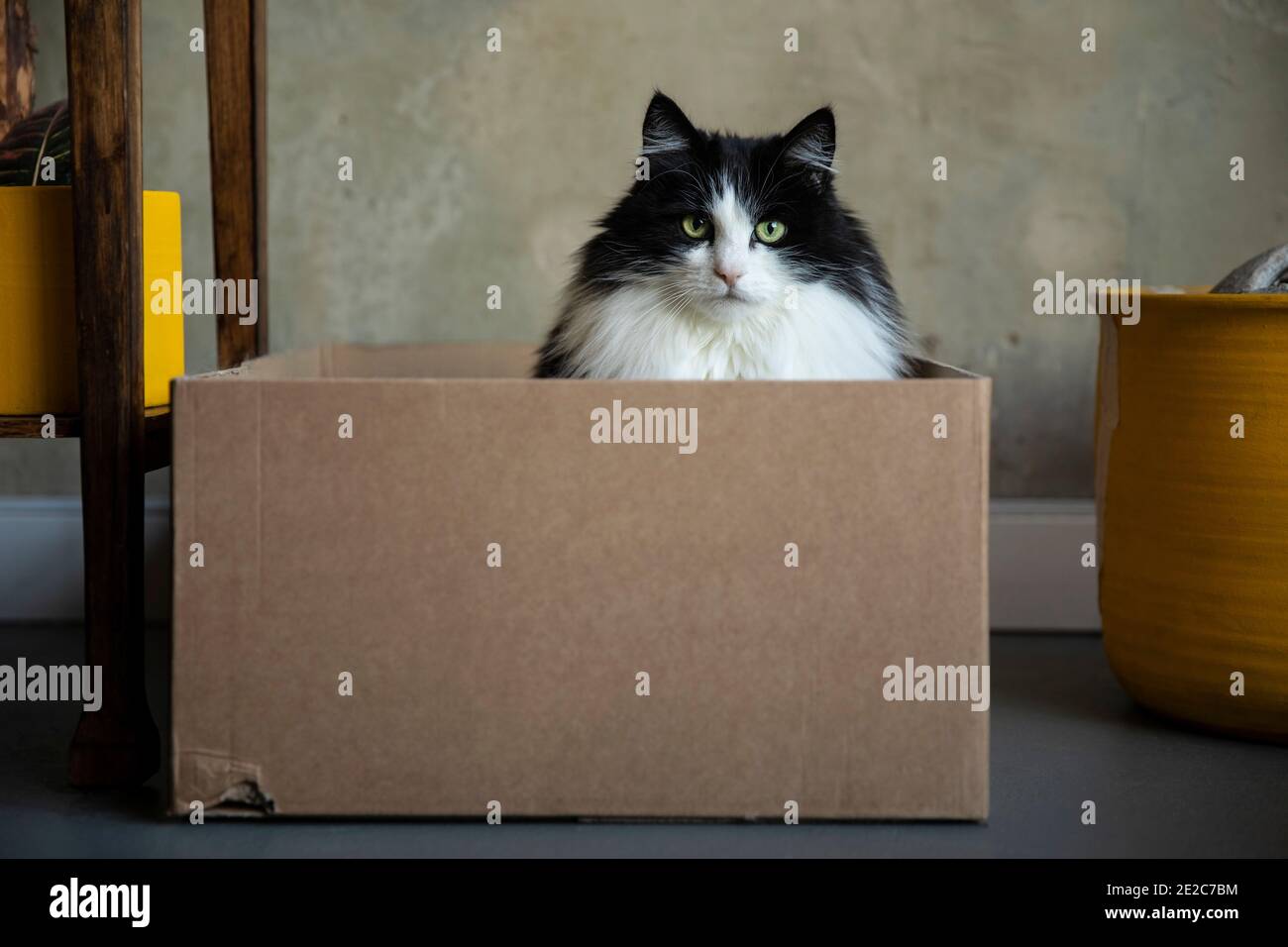 Beautiful black and white longhaired cat with green eyes sitting in a ...