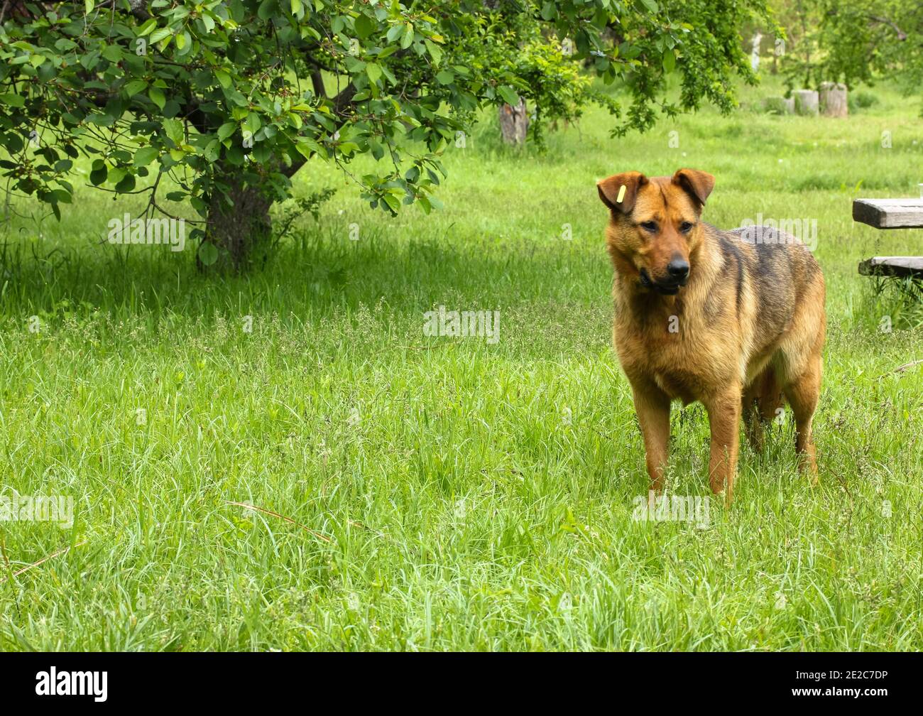 Stray dog ear tag hi-res stock photography and images - Alamy