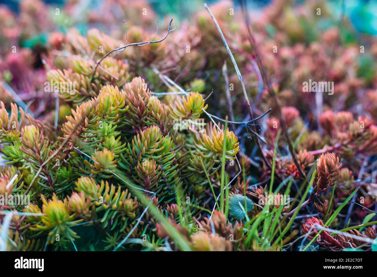 Spring colored sprout of moss and plants in a sunny garden Stock Photo ...