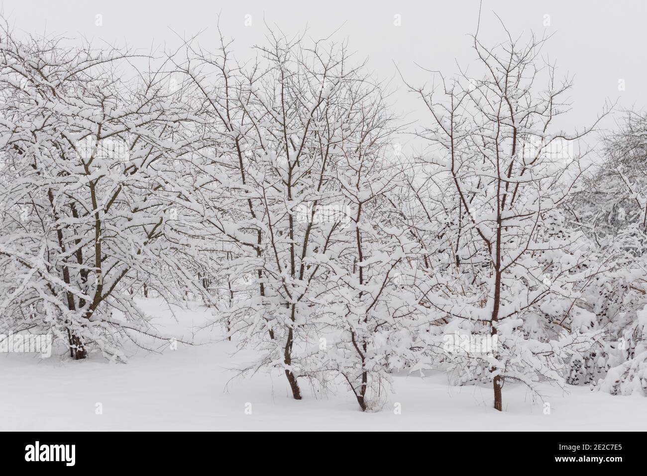 Snowed trees hi-res stock photography and images - Alamy