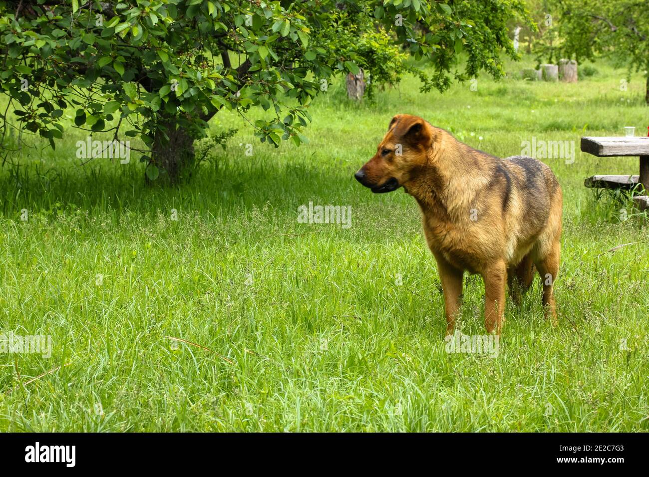 A homeless brown dog in the tall green grass in the garden on a sunny ...