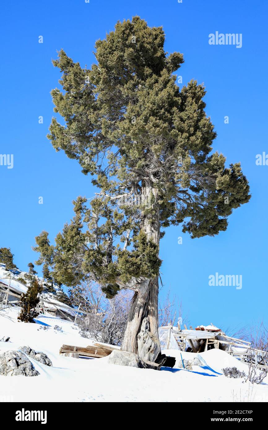 Scenery of snow mountains with pine trees. Winter landscape with blue ...