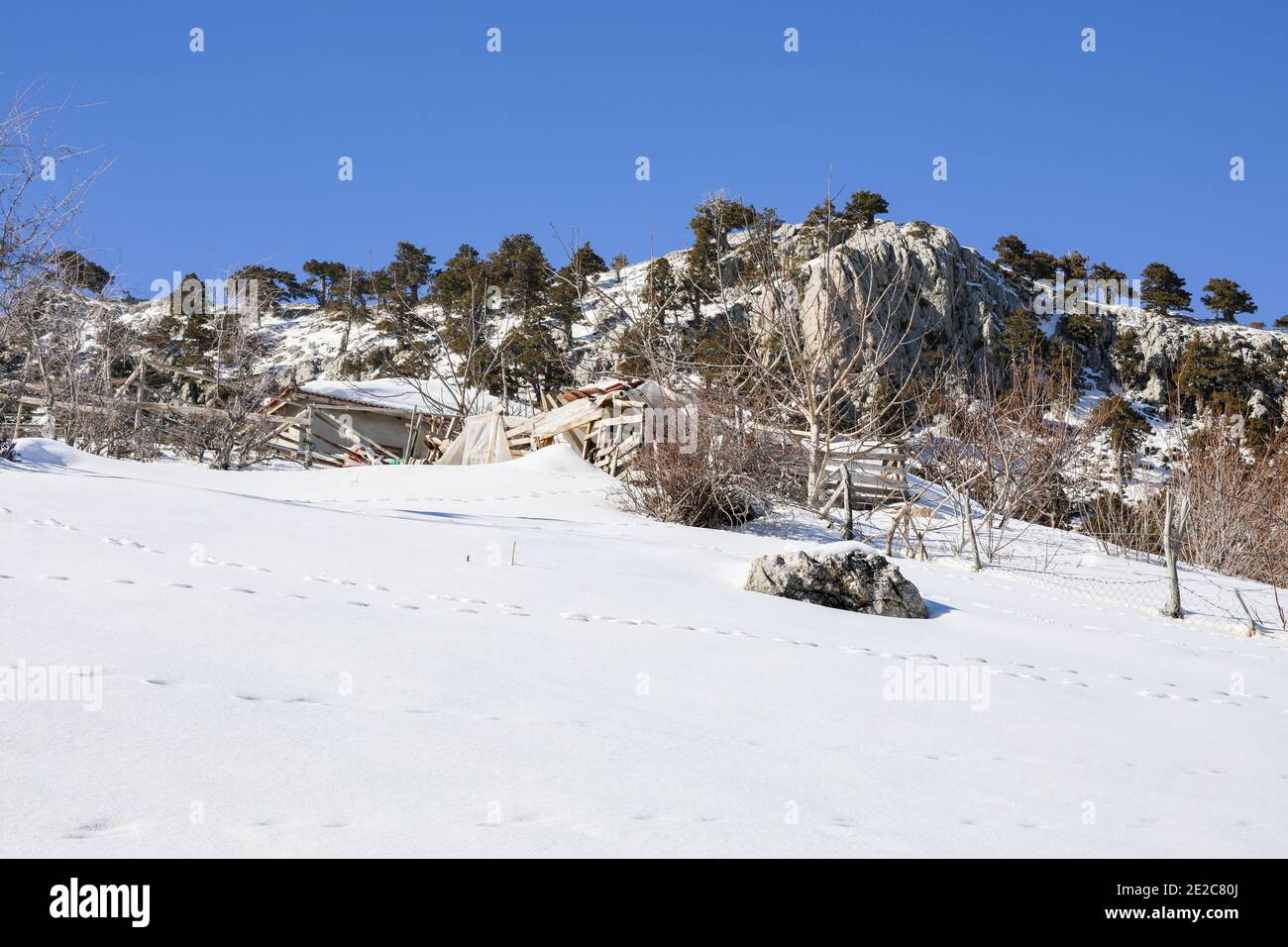 Scenery of snow mountains with pine trees. Winter landscape with blue ...