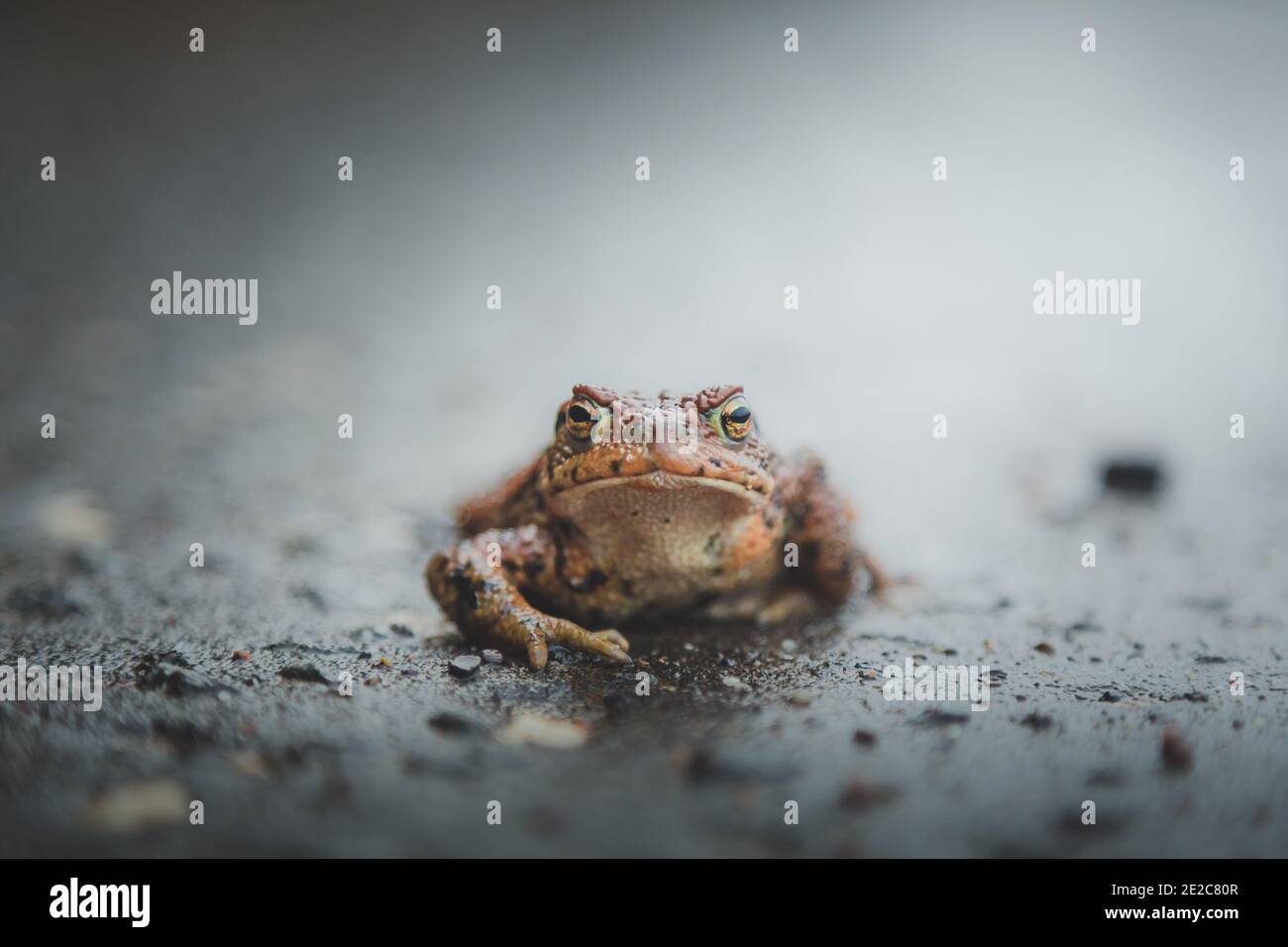 Scottish frog hi-res stock photography and images - Alamy