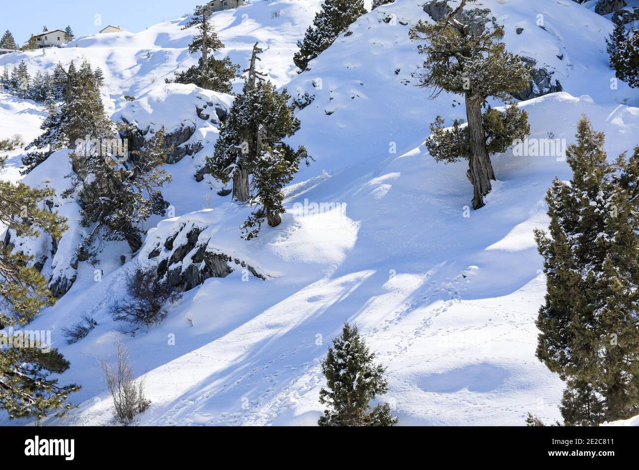 Scenery of snow mountains with pine trees. Winter landscape with blue ...