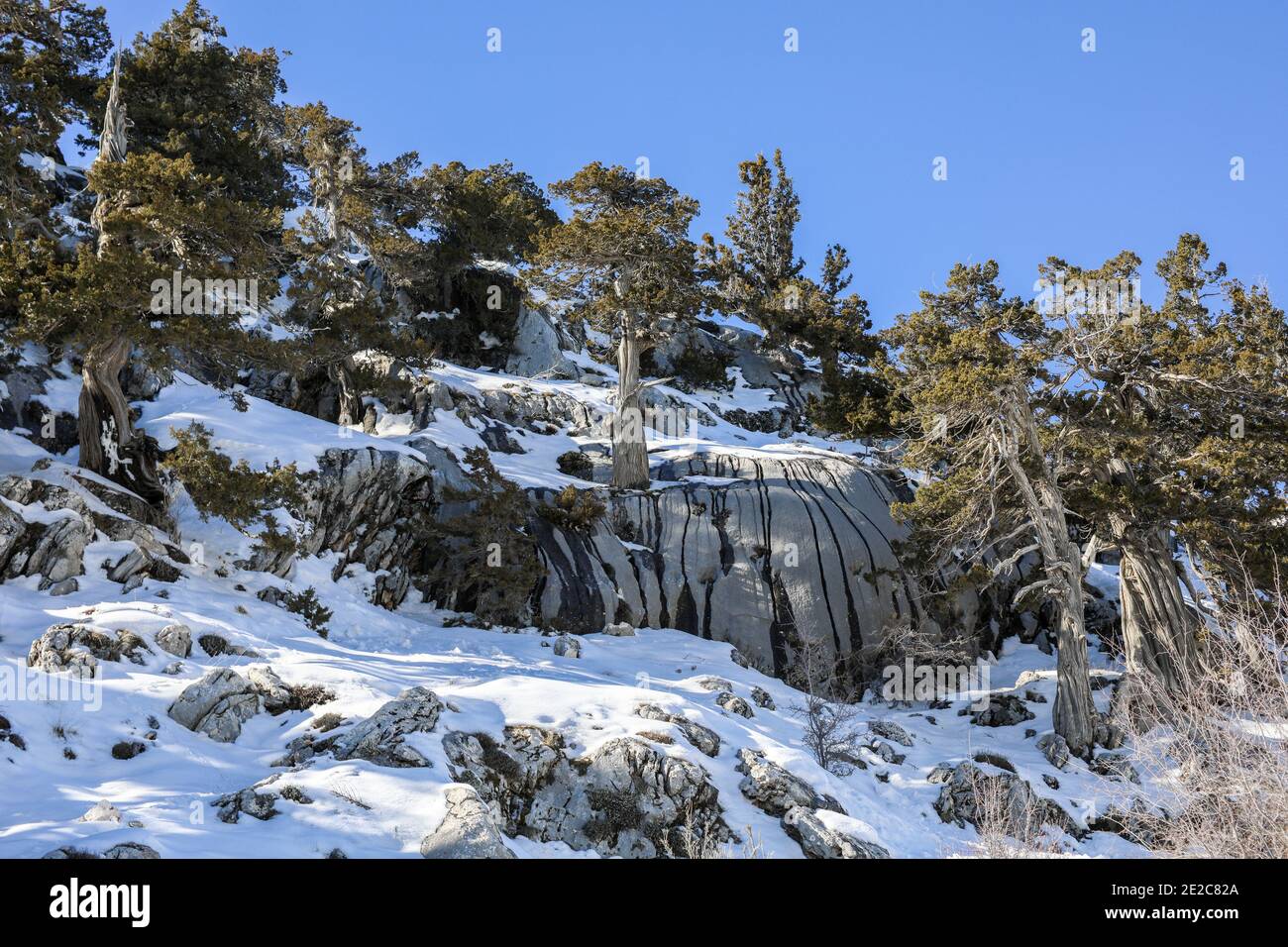 Scenery of snow mountains with pine trees. Winter landscape with blue ...
