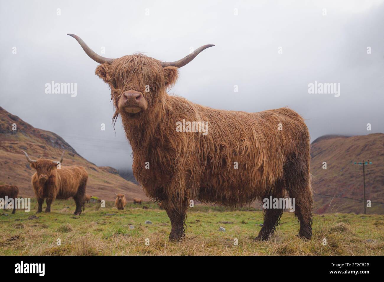 A Highland Cow or sometimes known as a Hairy Coo are a rustic cattle ...