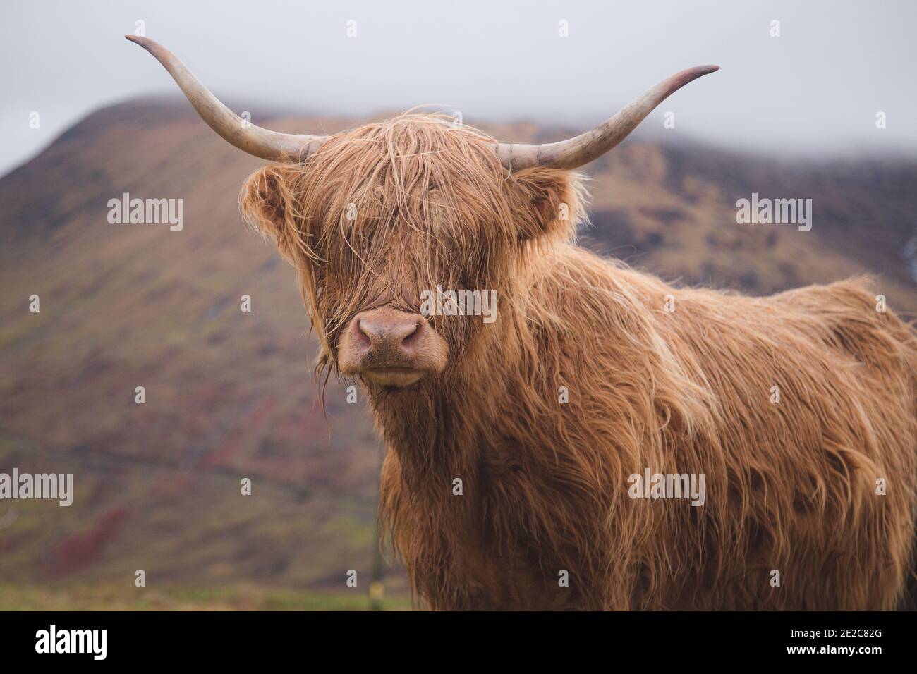 A Highland Cow or sometimes known as a Hairy Coo are a rustic cattle ...