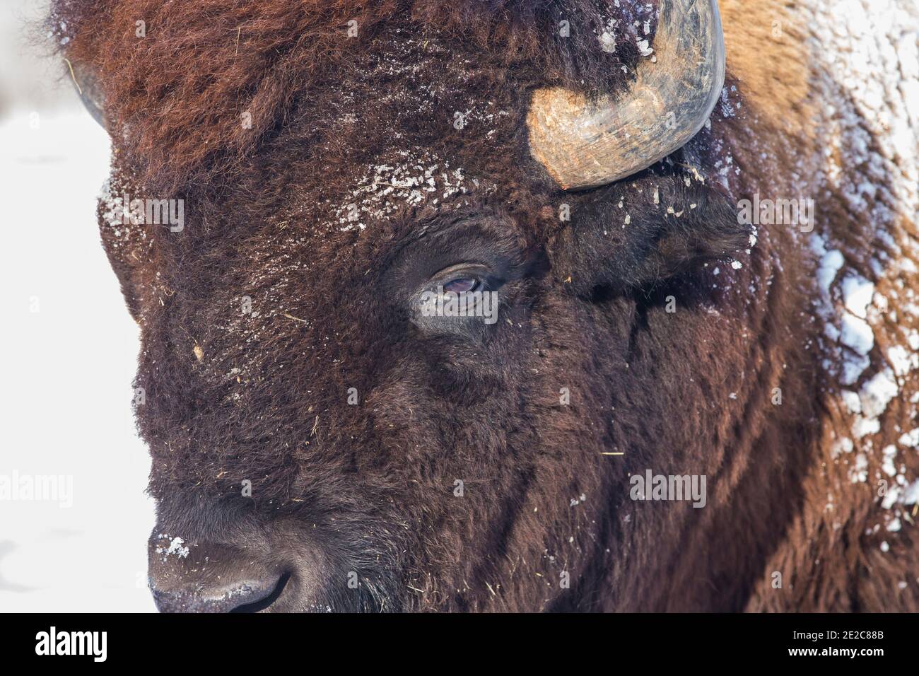 American bison or simply bison (Bison bison) in winter Stock Photo - Alamy