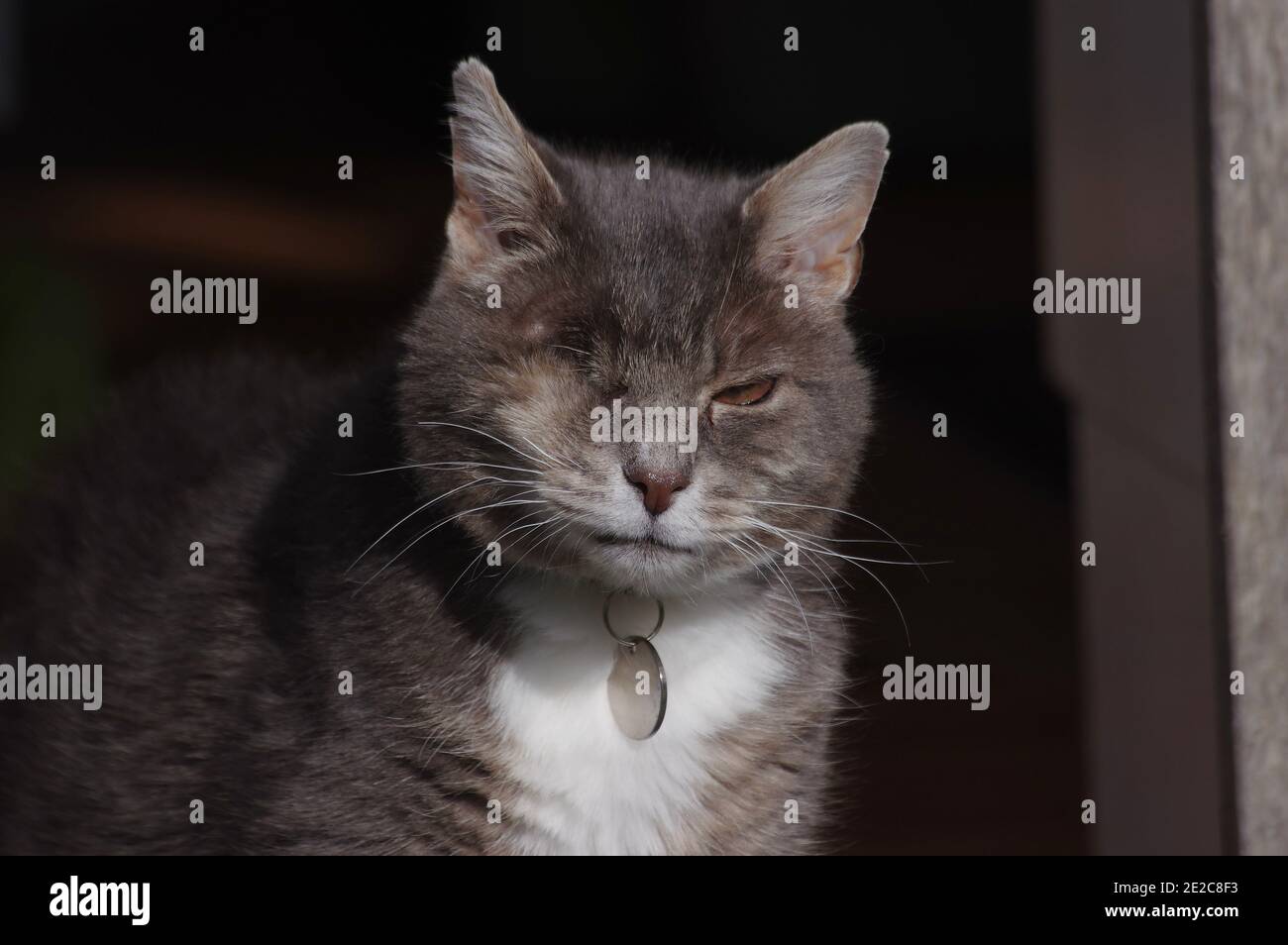 Cat with cataract hi-res stock photography and images - Alamy