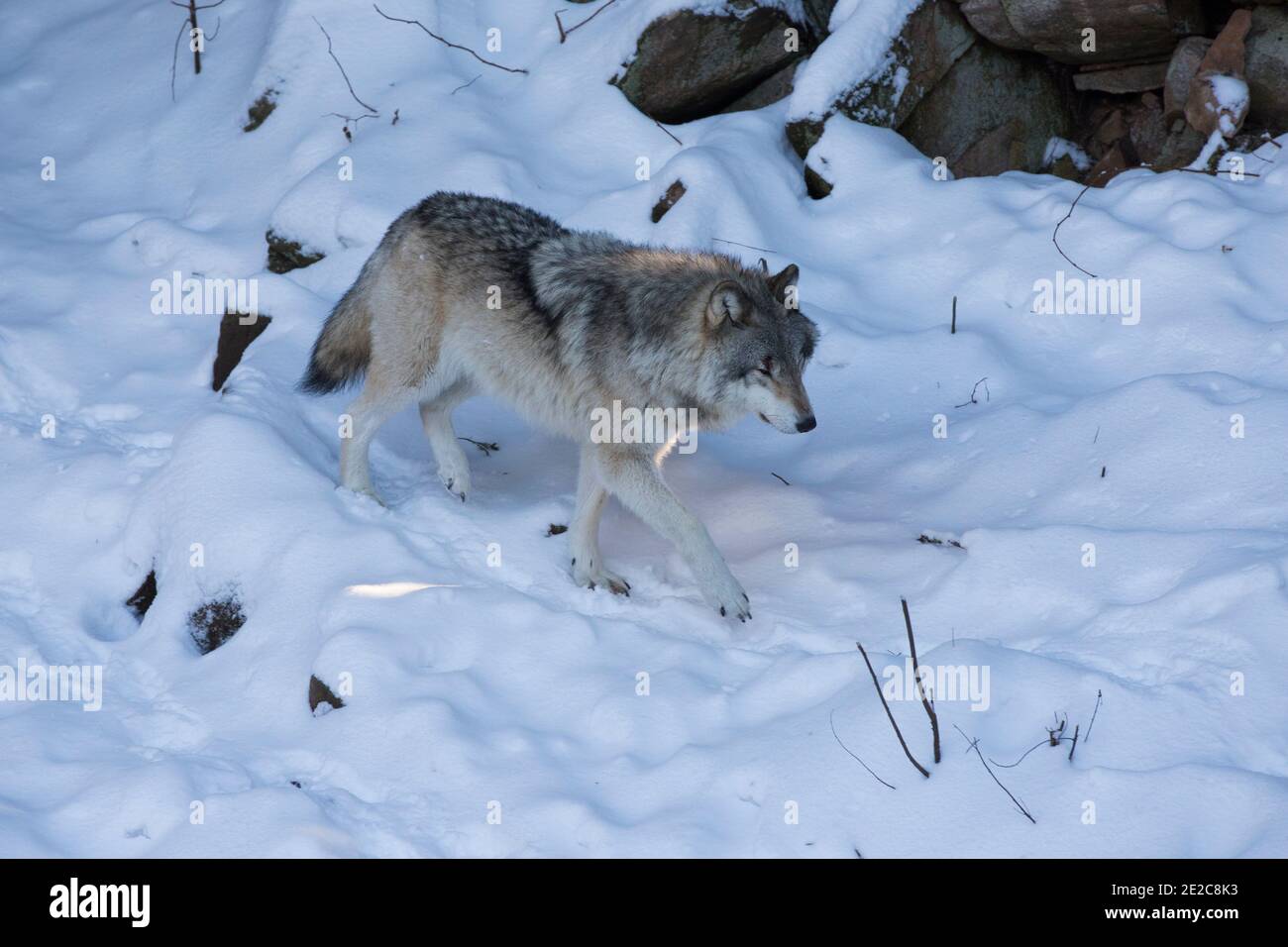 Timber wolf canis lupus pair in snow hi-res stock photography and ...