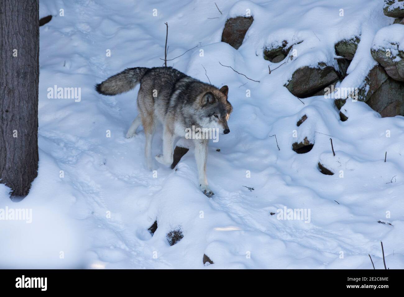 Northwestern wolf hi-res stock photography and images - Alamy