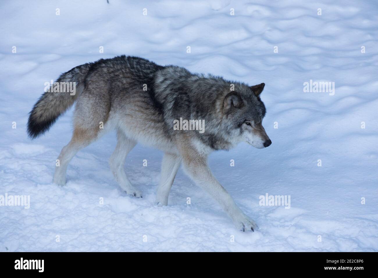 northwestern wolf portrait in winter Stock Photo - Alamy