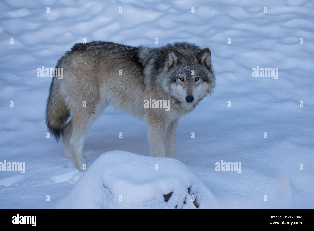 Mackenzie valley wolves hi-res stock photography and images - Alamy