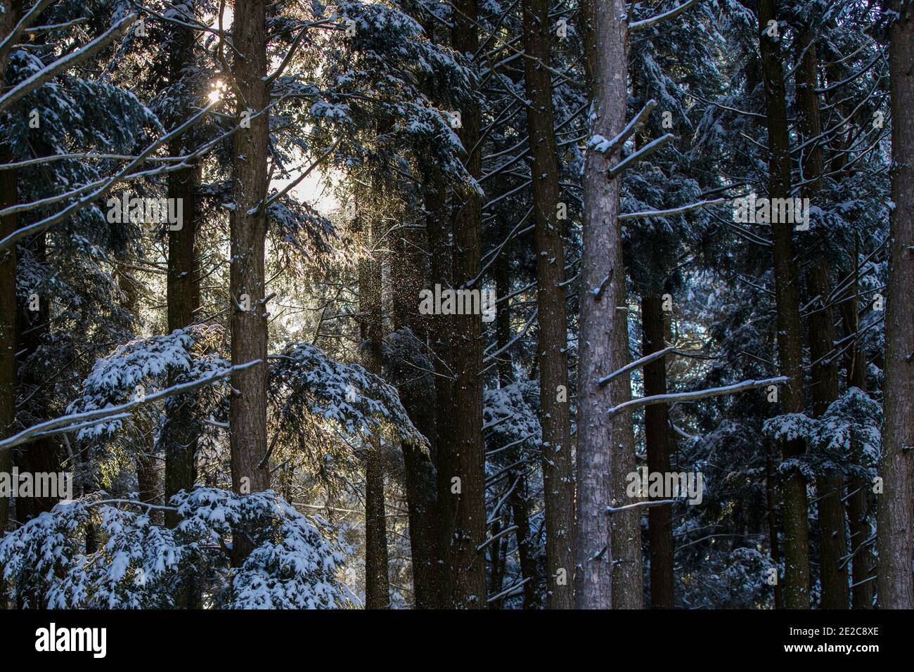 Canada's boreal forest in winter Stock Photo - Alamy