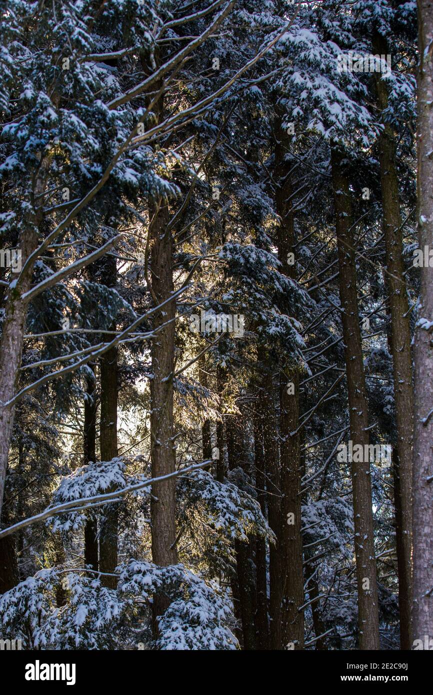 Boreal forest in winter hi-res stock photography and images - Alamy
