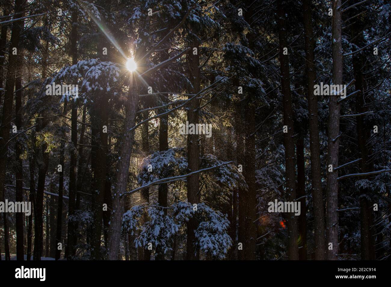 Canada's boreal forest in winter Stock Photo - Alamy