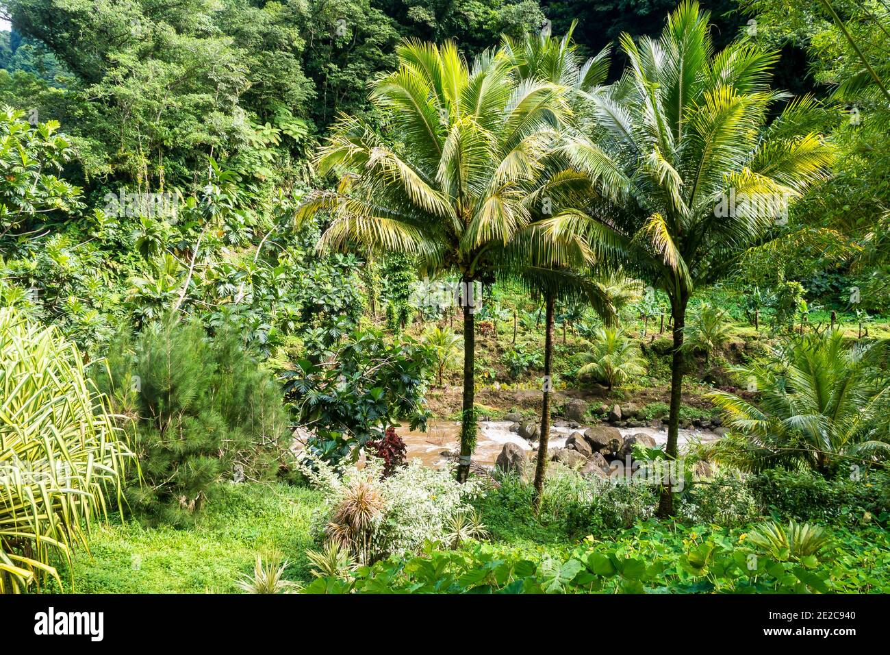 Landscape view on trail to the Trafalgar waterfalls. Morne Trois Pitons ...